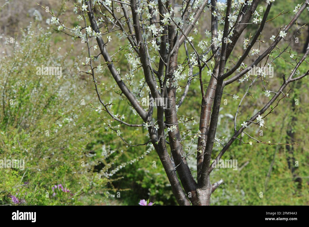 Chinese plum tree hi-res stock photography and images - Alamy