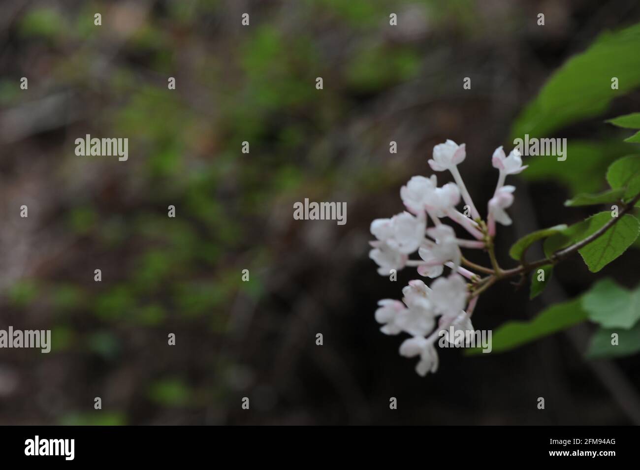 White flowers on tree branches Stock Photo - Alamy