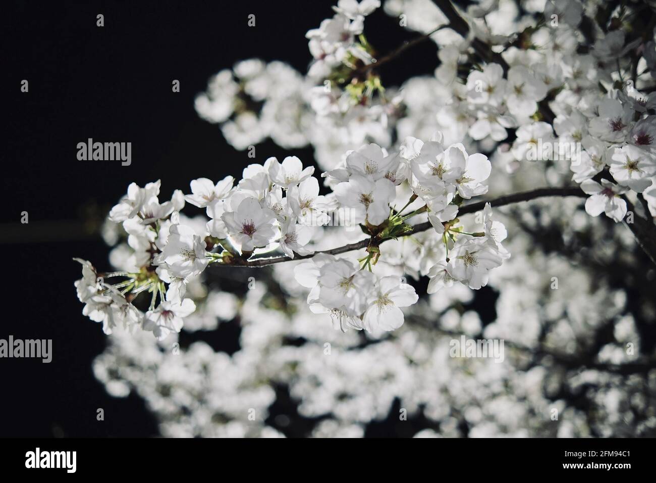 White Flowers Night Garden Light High Resolution Stock Photography and ...