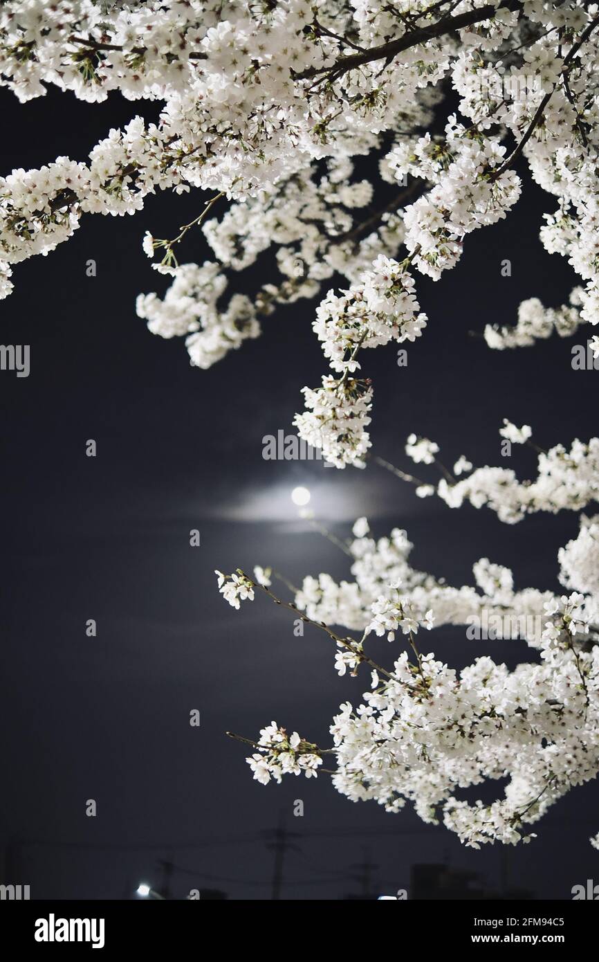 White flowers night garden light hi-res stock photography and images ...