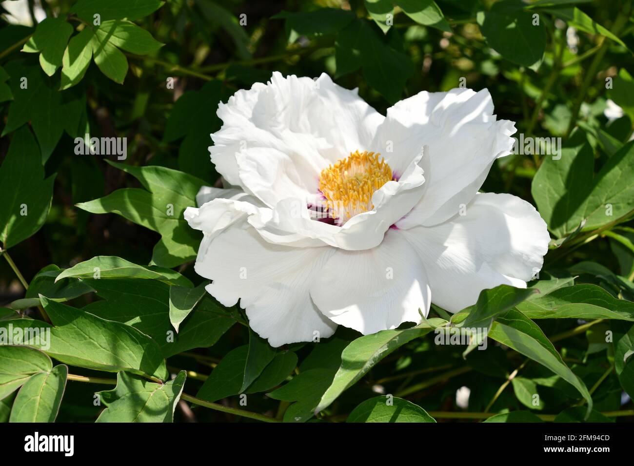 White peony bouquet hi-res stock photography and images - Alamy
