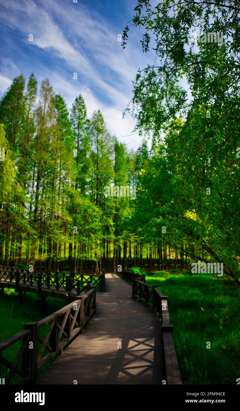 Crossing river over wooden road hi-res stock photography and images - Alamy