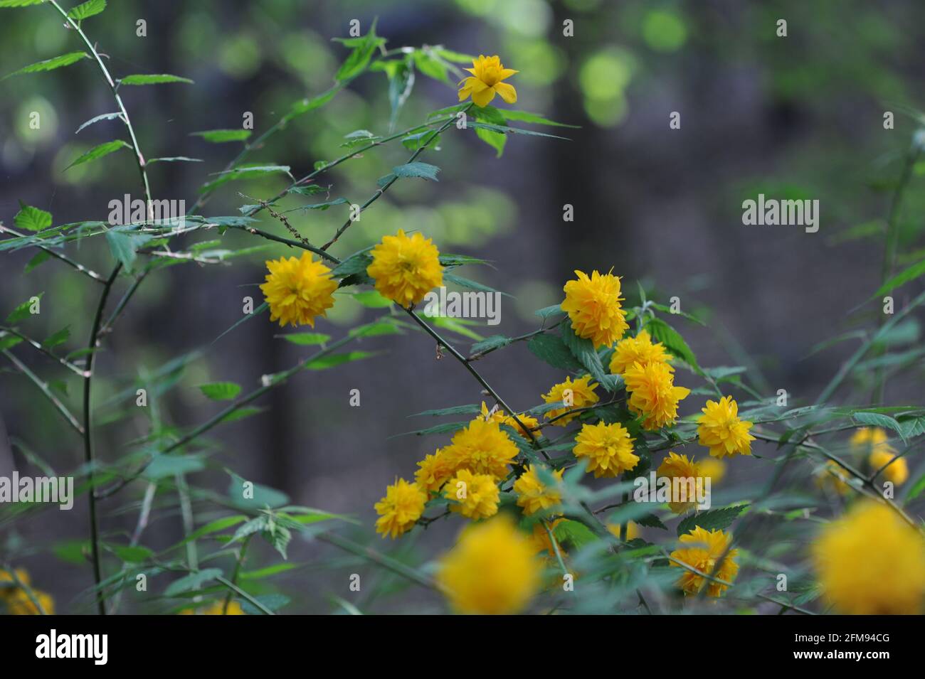 Yellow flowers in the yard Stock Photo - Alamy