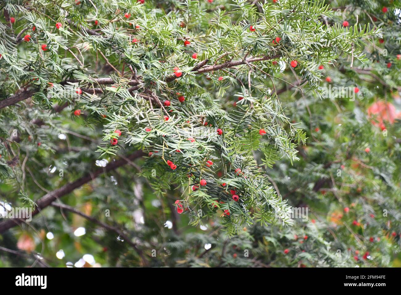 Conifer fruits hi-res stock photography and images - Alamy