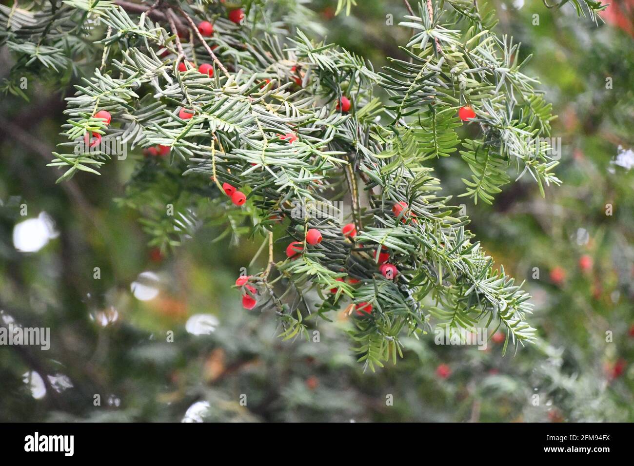 Conifer fruits hi-res stock photography and images - Alamy