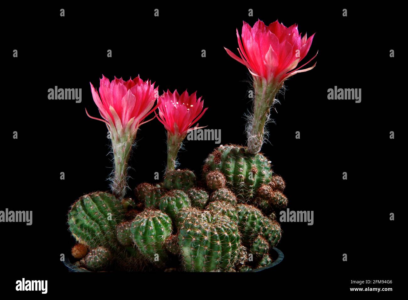 red flower of lobivia cactus blooming against dark background Stock ...