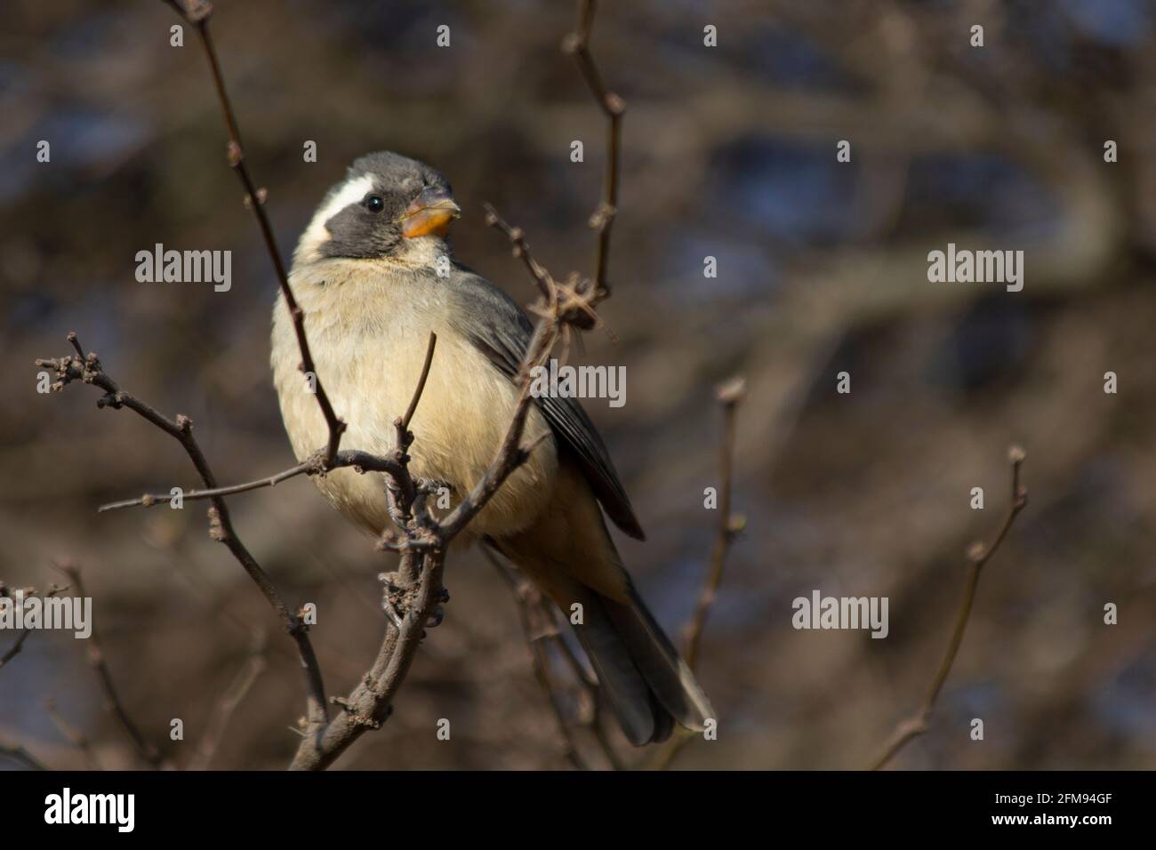 Saltator species hi-res stock photography and images - Alamy