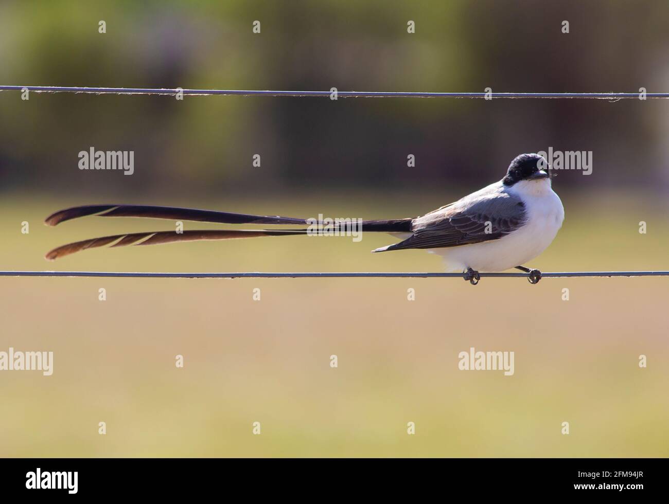 Fork tailed flycatcher tyrannus savana hi-res stock photography and ...