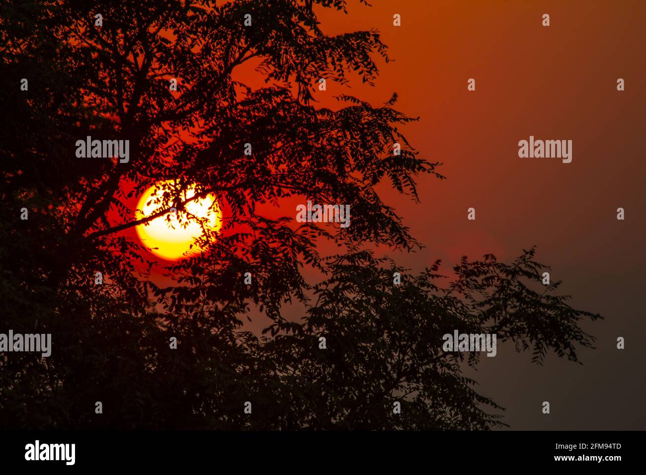 red sunset behind the silhouettes of the trees Stock Photo - Alamy