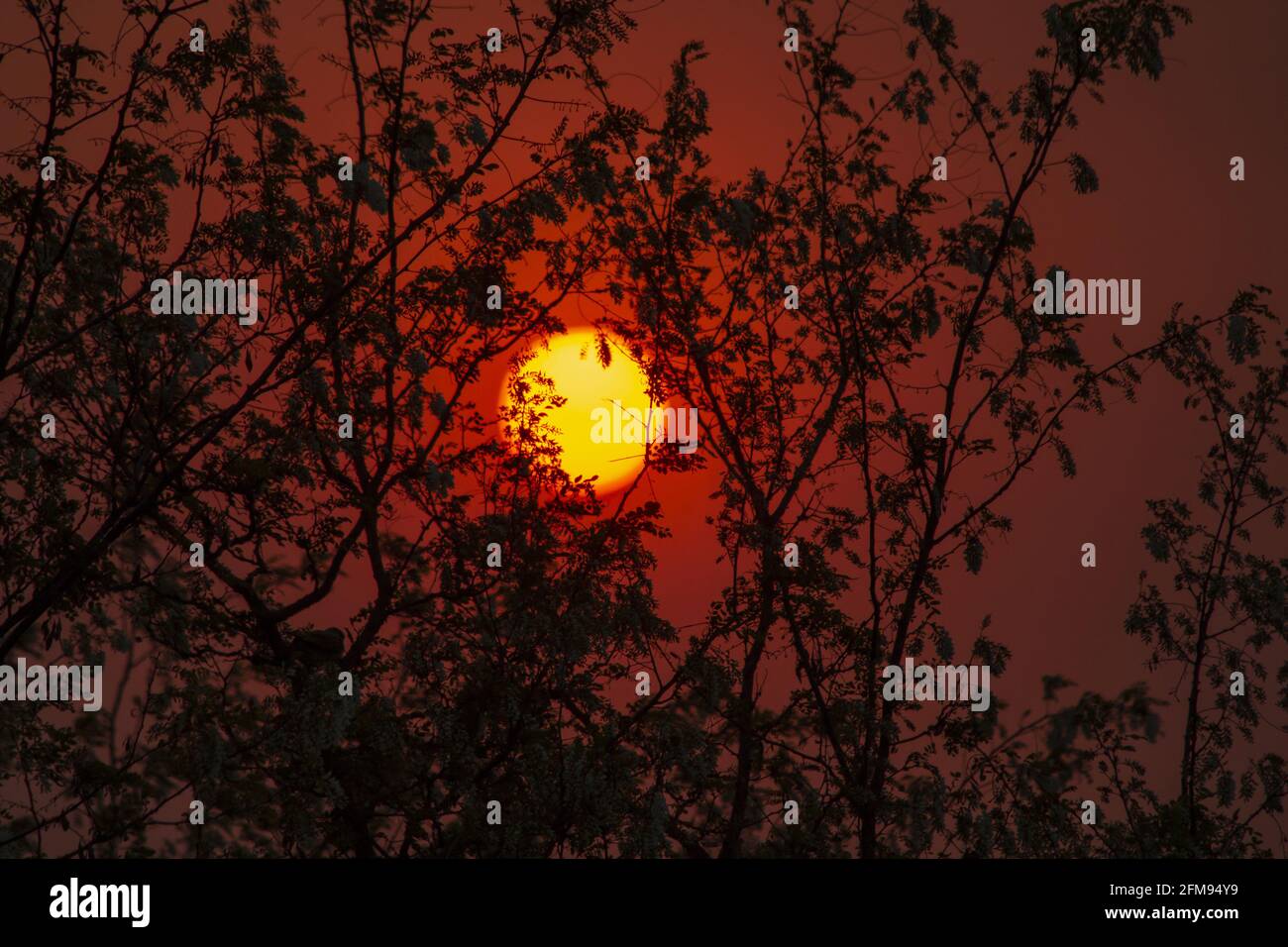 Afternoon sun behind tree hi-res stock photography and images - Alamy