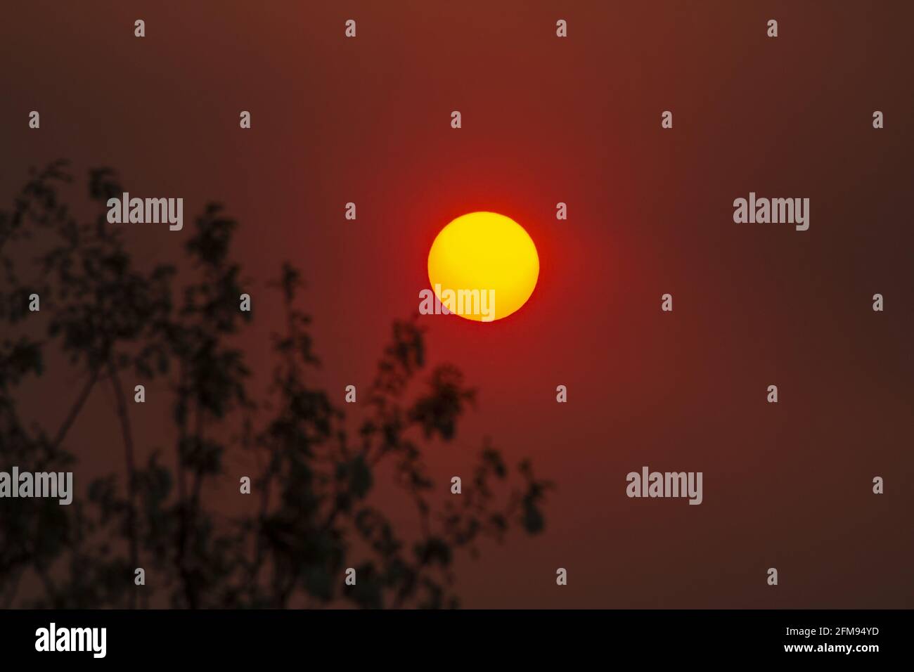 Afternoon sun behind tree hi-res stock photography and images - Alamy