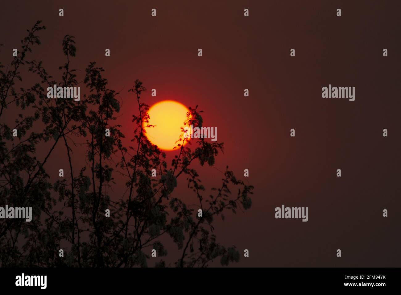 Afternoon sun behind tree hi-res stock photography and images - Alamy
