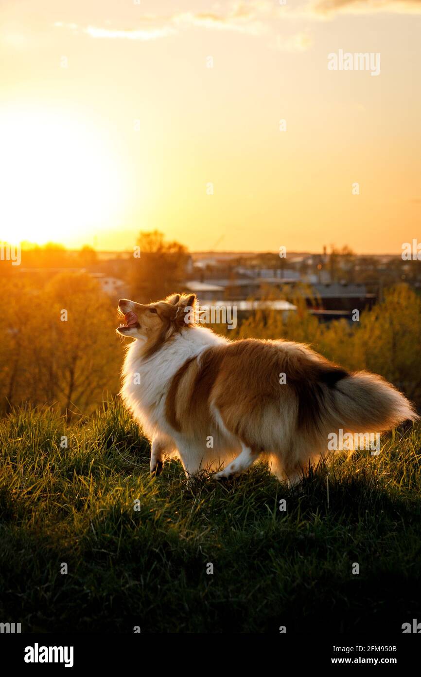 Shetland sheepdog action hi-res stock photography and images - Alamy