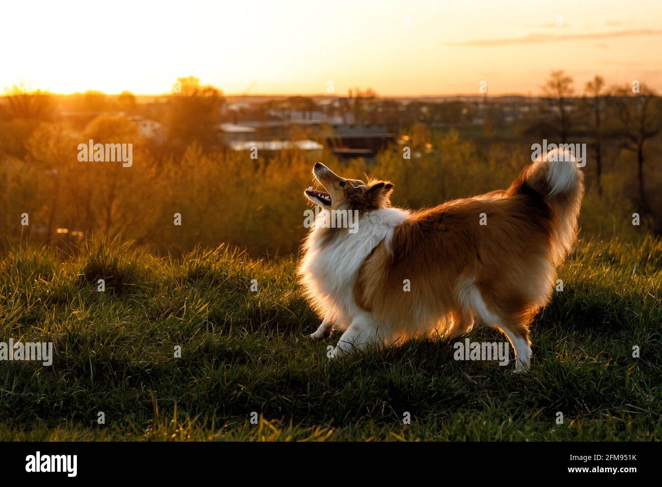Shetland Sheepdog Action High Resolution Stock Photography and Images ...