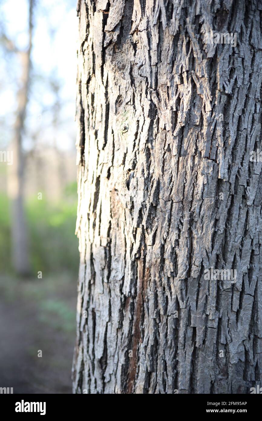 Vertical shot of tree bark texture in the forest at Ernie Miller Nature ...