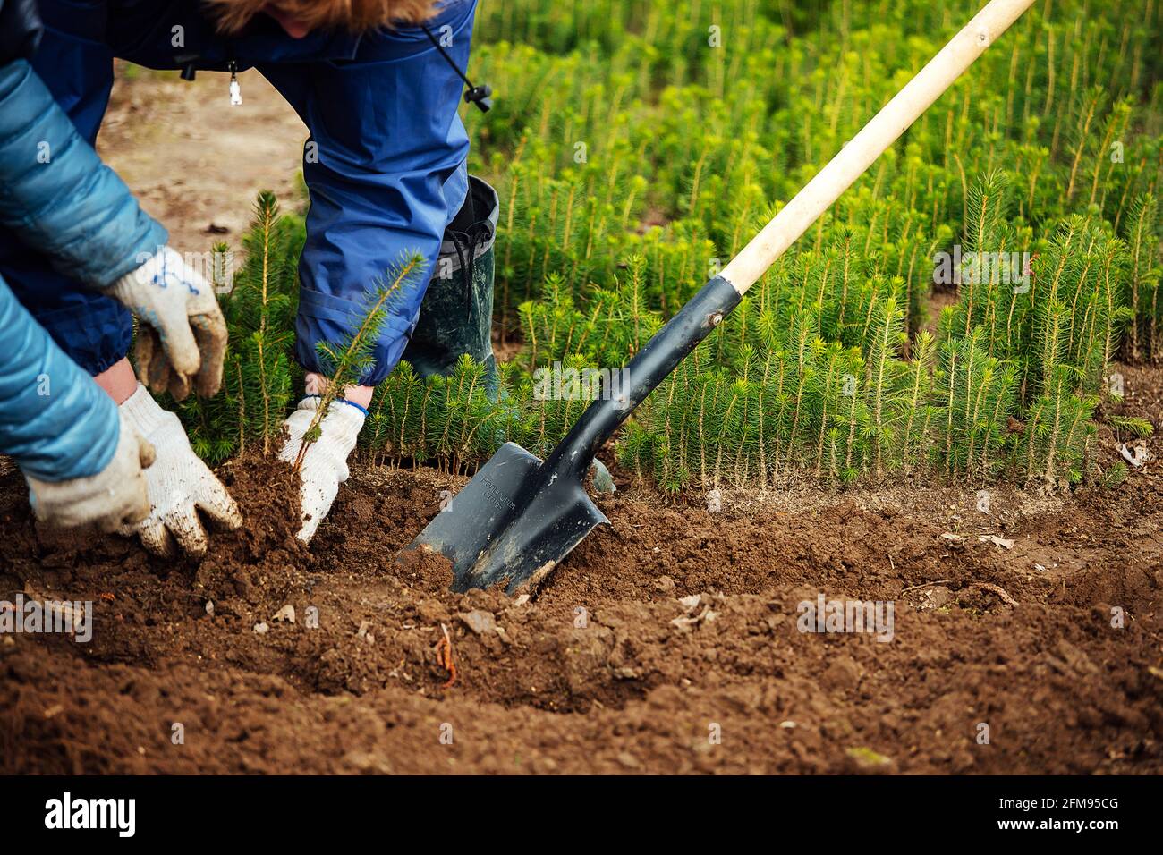 a man plants a young tree in the ground. caring for nature. cultivation ...