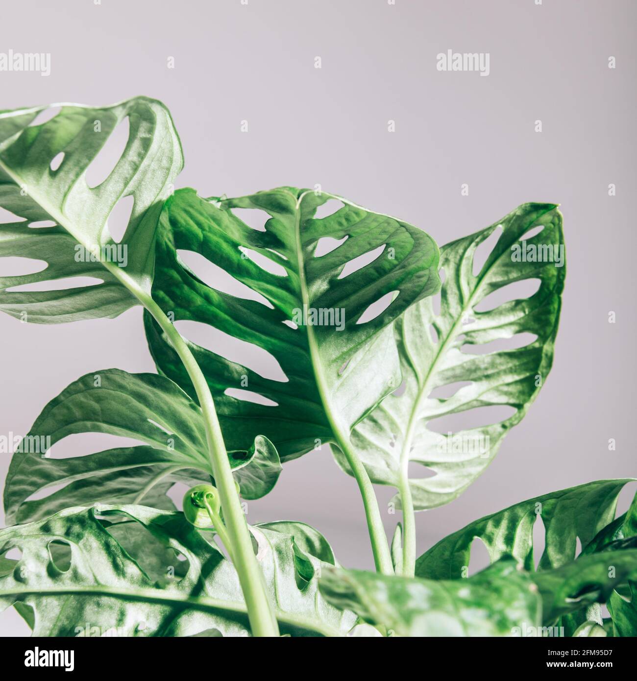 Monstera monkey mask hi-res stock photography and images - Alamy