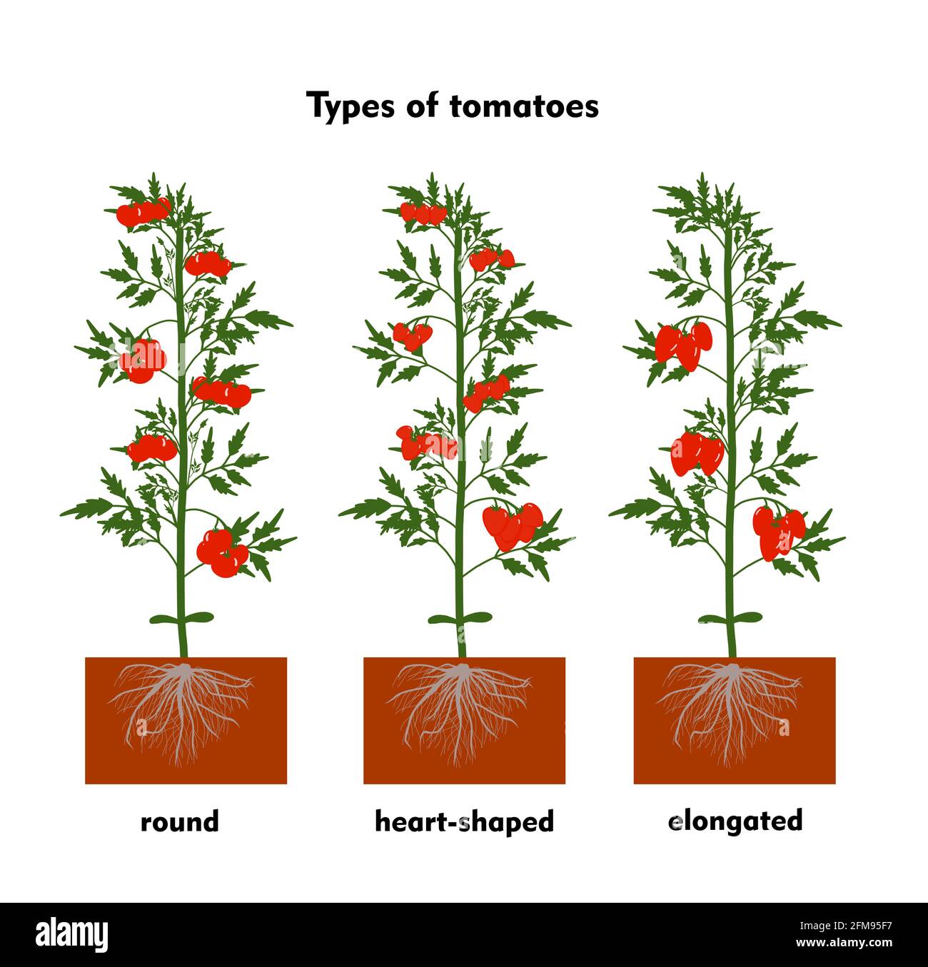 Crop germination Stock Vector Images - Alamy