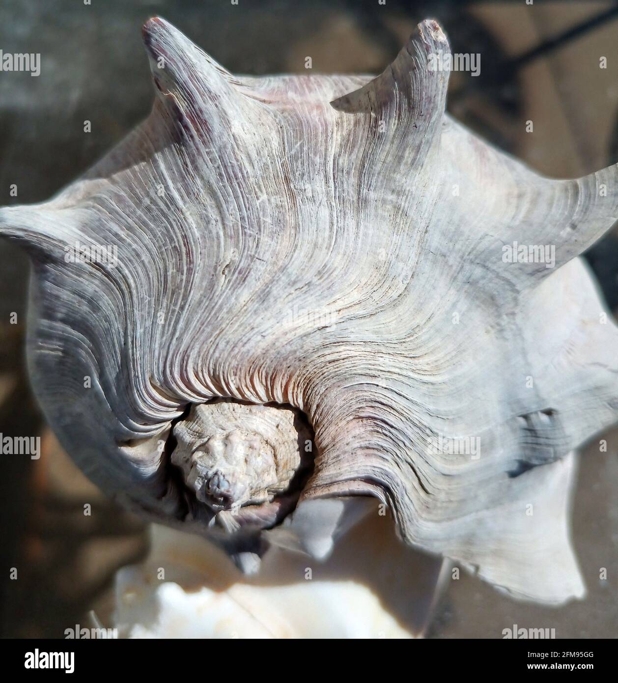Close-up of the front part of a conch seashell with details Stock Photo ...