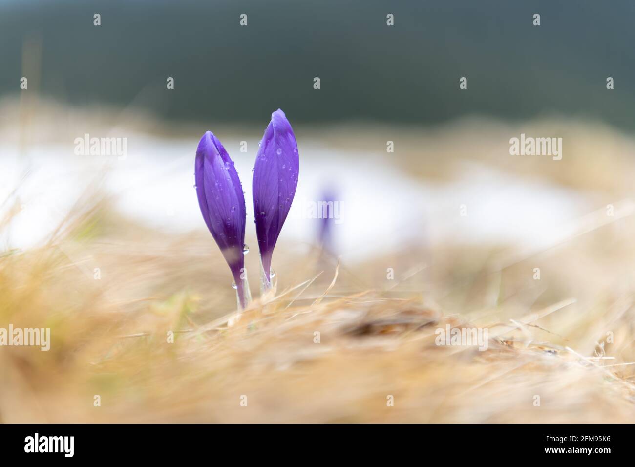 Wild spring crocus flowers Stock Photo - Alamy