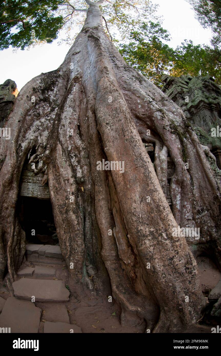 Strangler Fig Tree (Ficus gibbosa) roots on wall, Ta Prohm temple ...