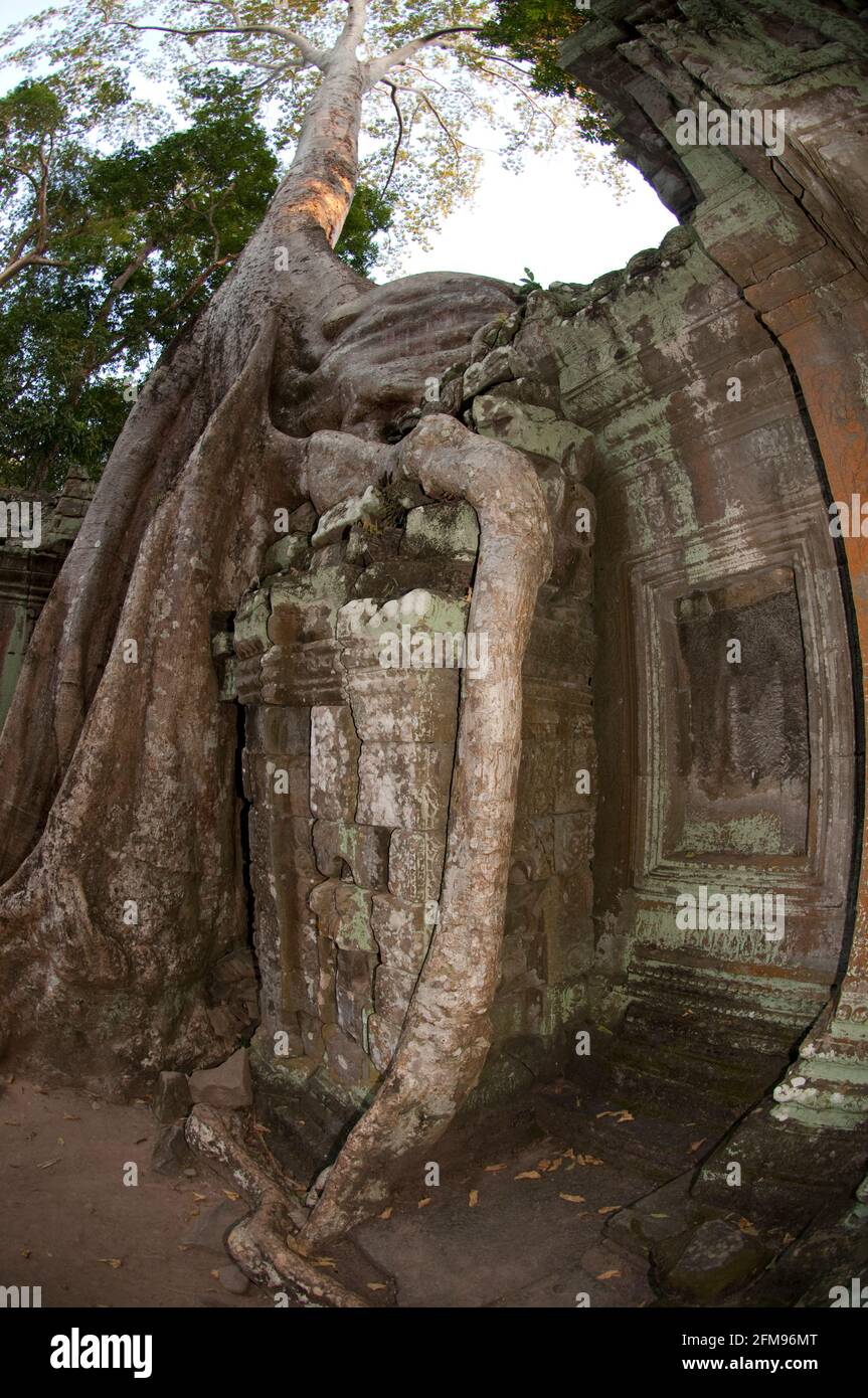 Sacred fig tree hindu hi-res stock photography and images - Alamy