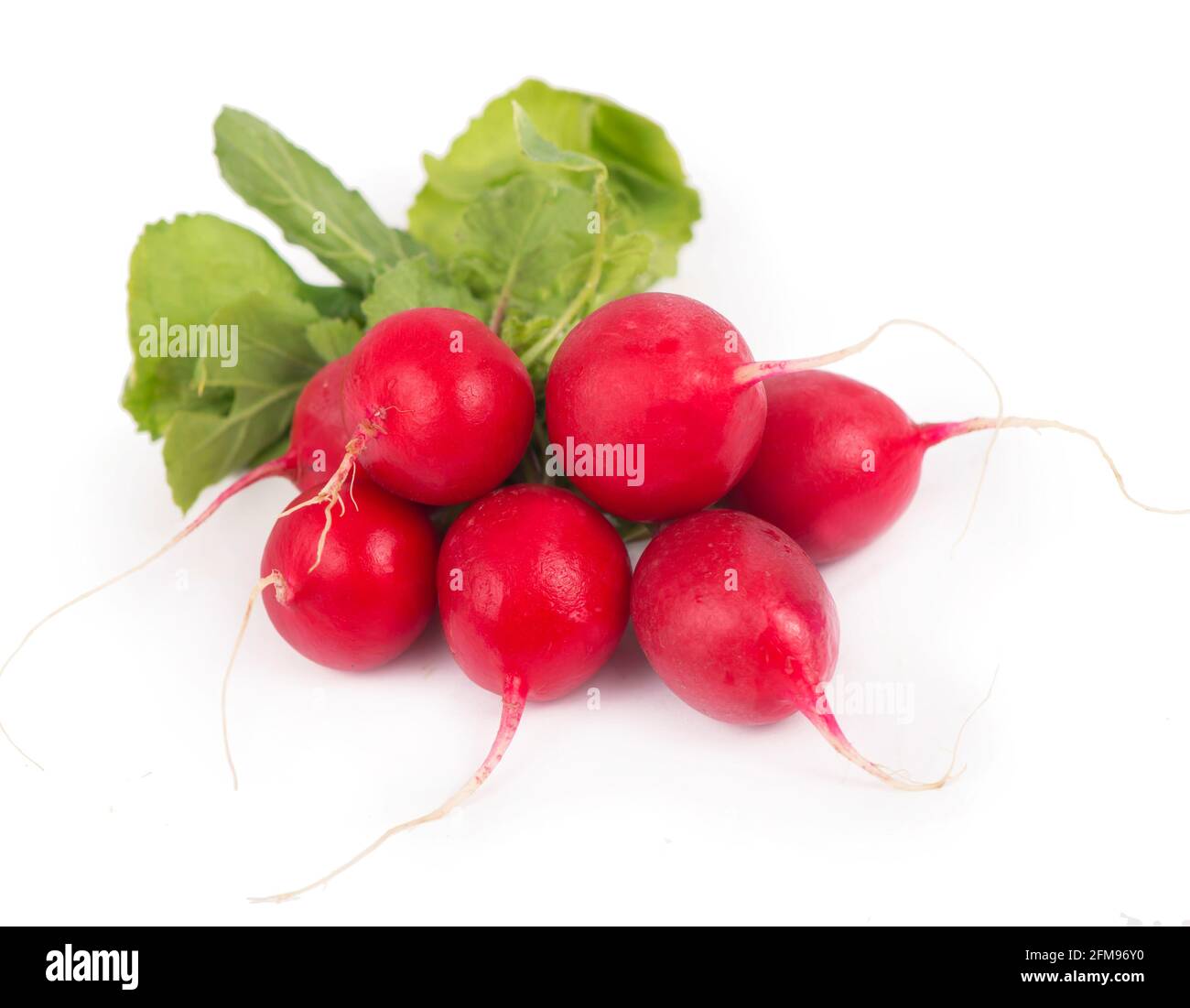 Radis bunch isolated on white background. Fresh radish root bundle ...