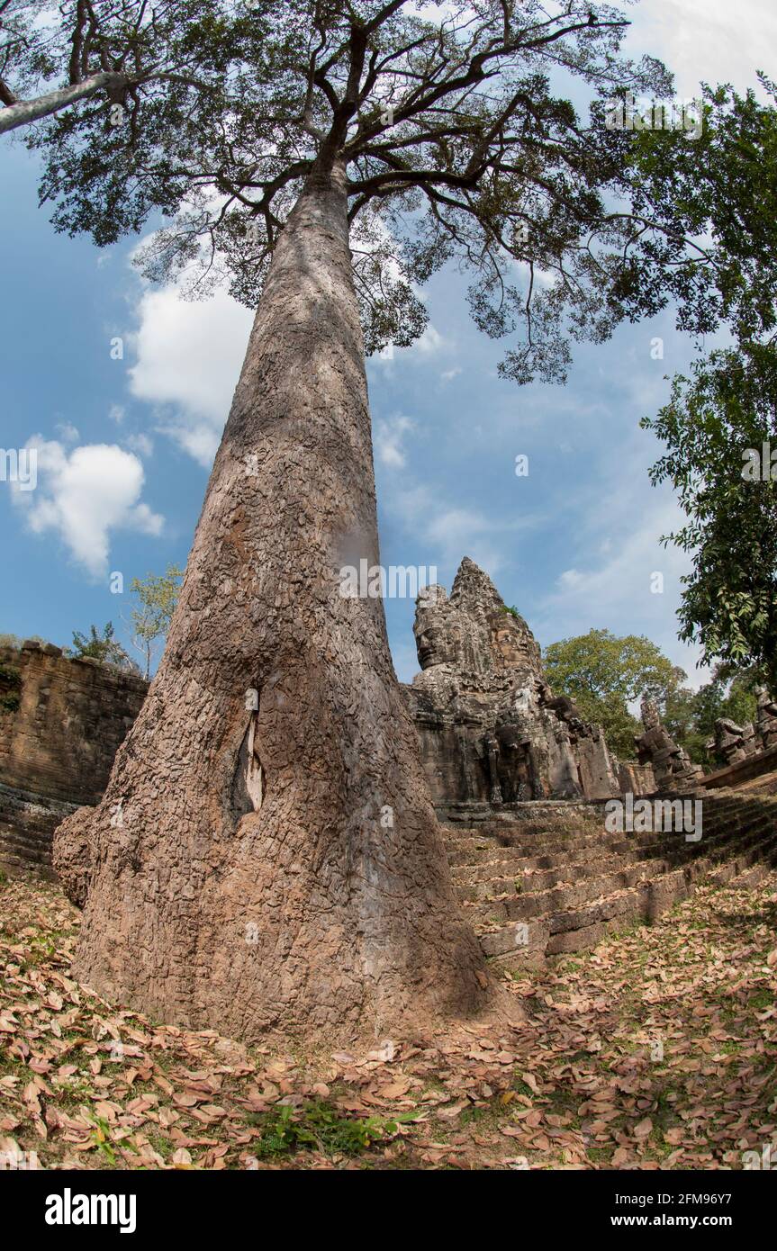 Large Fig Tree (Ficus sp) by South Gate tower, Angkor Thom temple ...