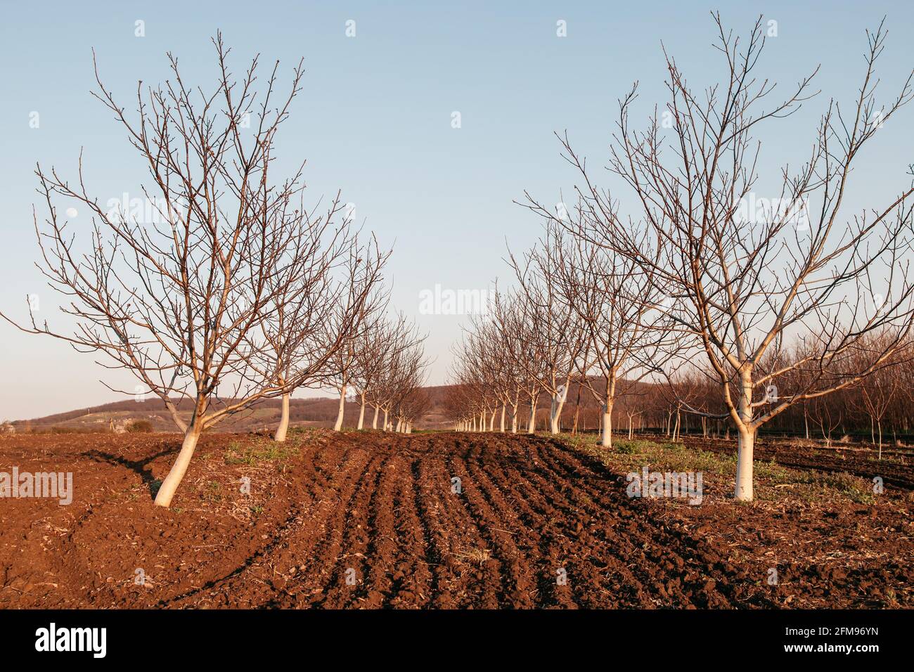 Walnut trees orchard. Common nut trees. Trees planted in rows, sky and ...