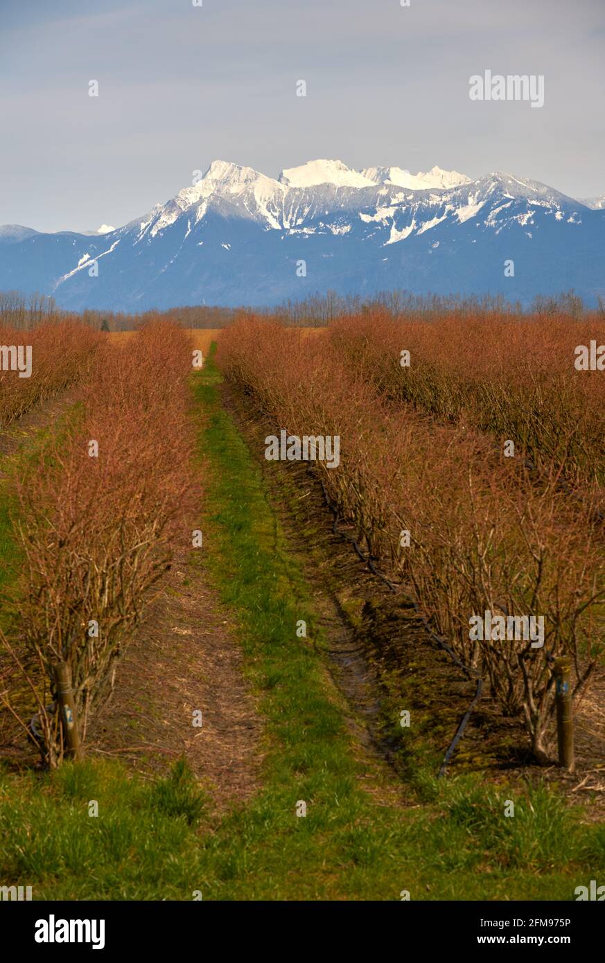 Blueberry Field and Mount Cheam Fraser Valley. A blueberry field in the ...