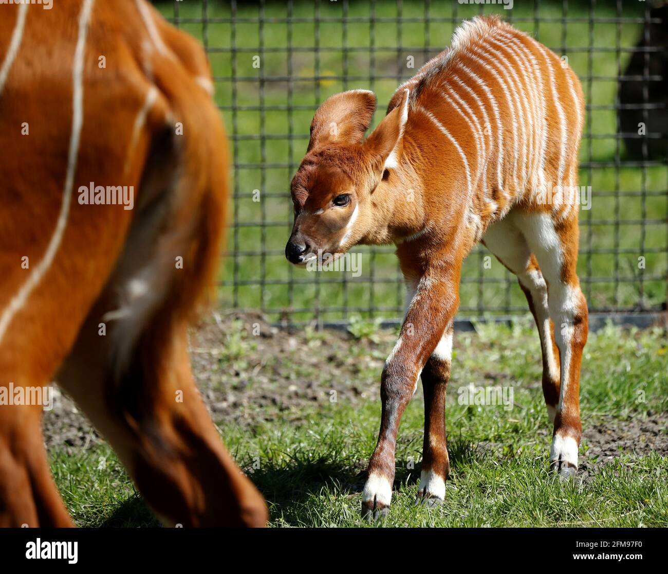Largest antelopes hi-res stock photography and images - Alamy