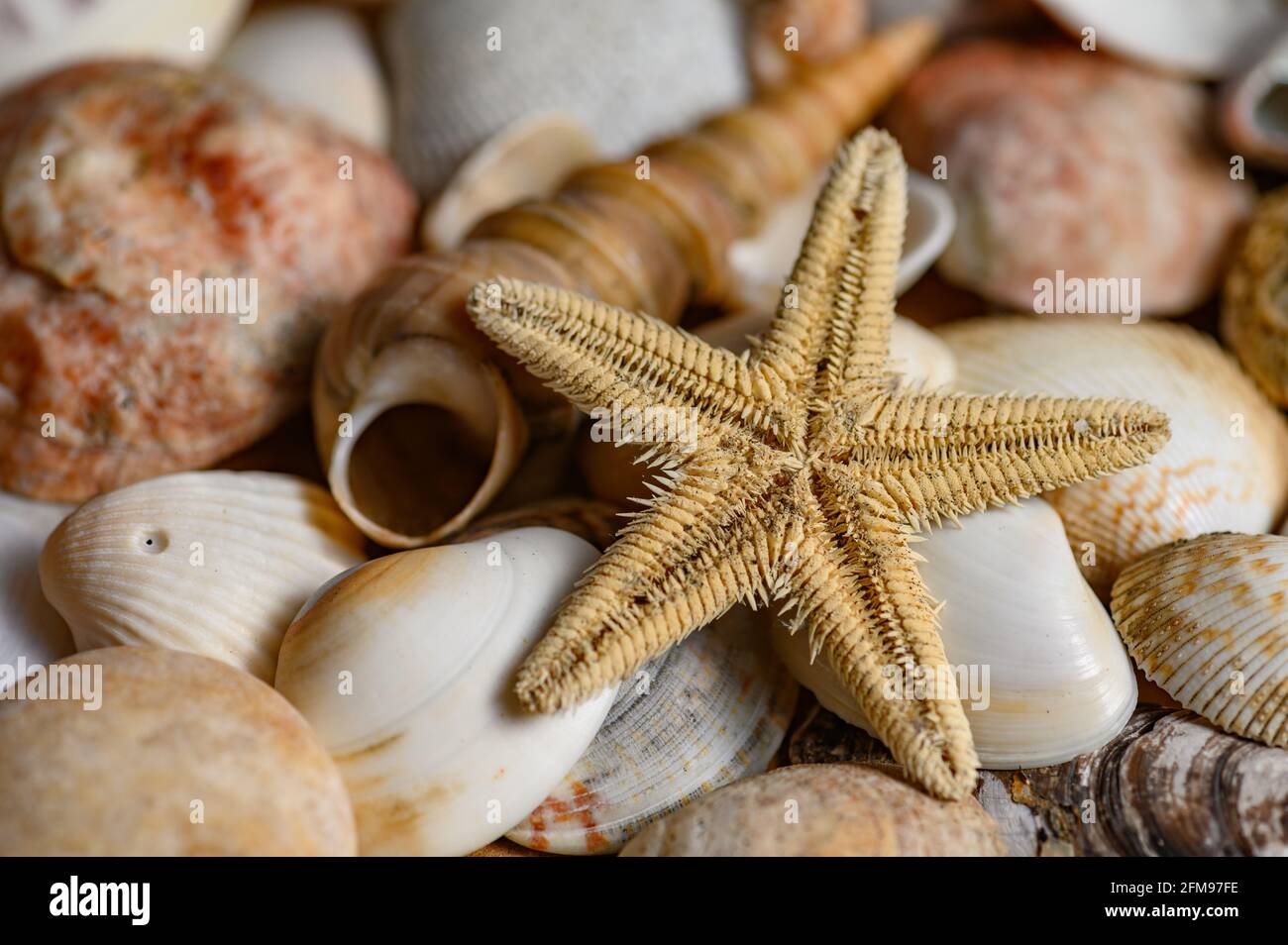 Seashells of various shapes and types. Background Stock Photo - Alamy