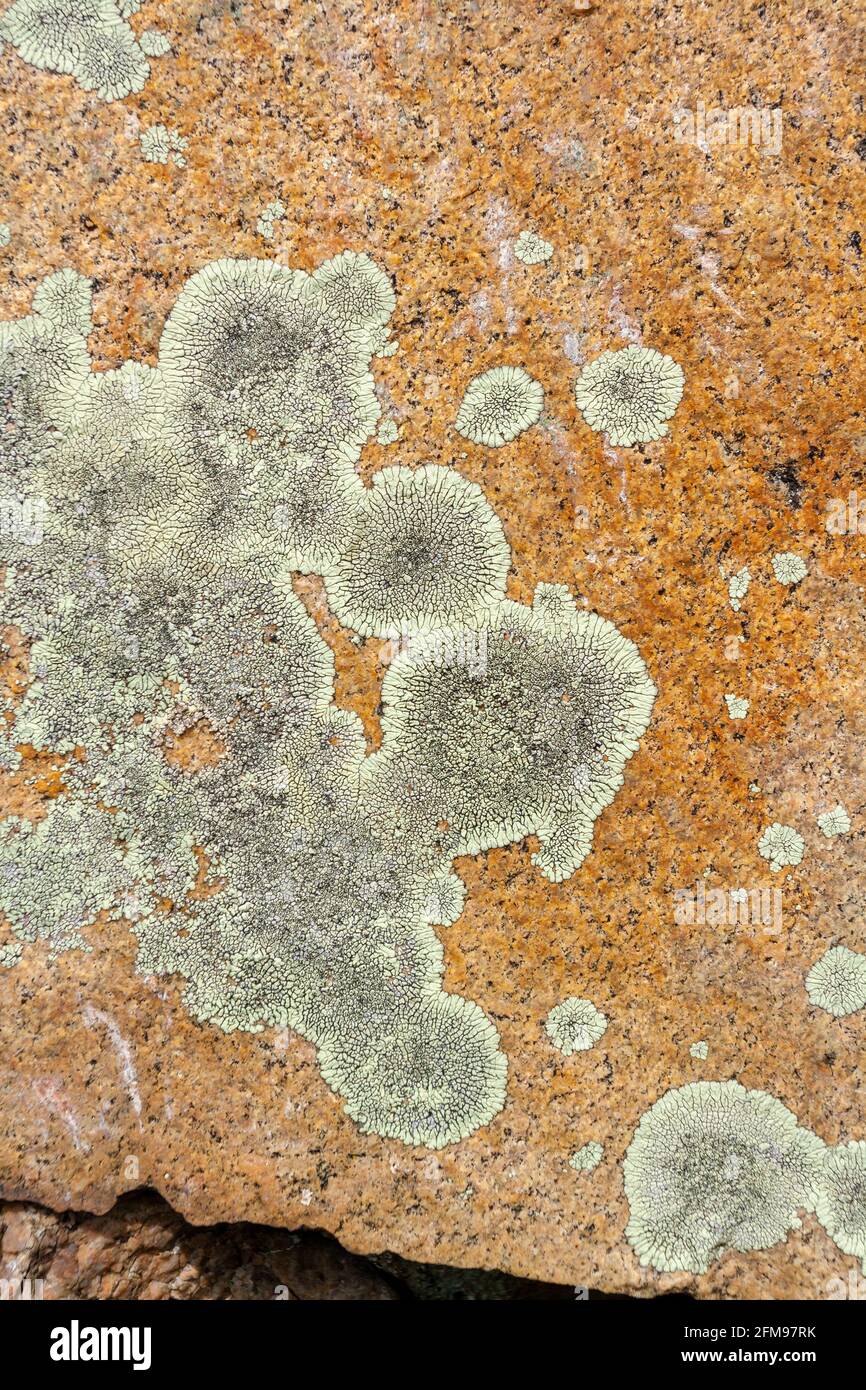 Granite stone covered with green moss and lichen. Vertical image Stock ...