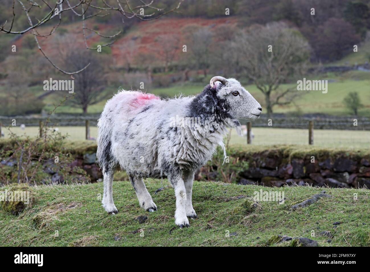 Herdwick Sheep, Lake District, Cumbria, UK Stock Photo - Alamy