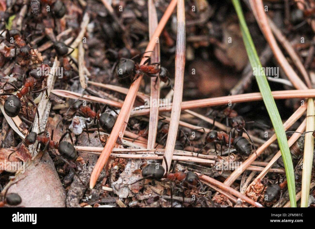 Ground dwelling insects hi-res stock photography and images - Alamy