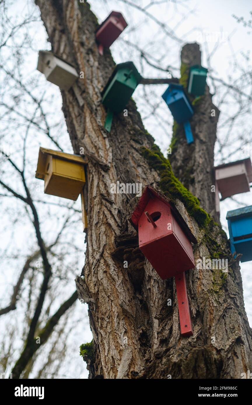 Tree with birdhouses hi-res stock photography and images - Alamy