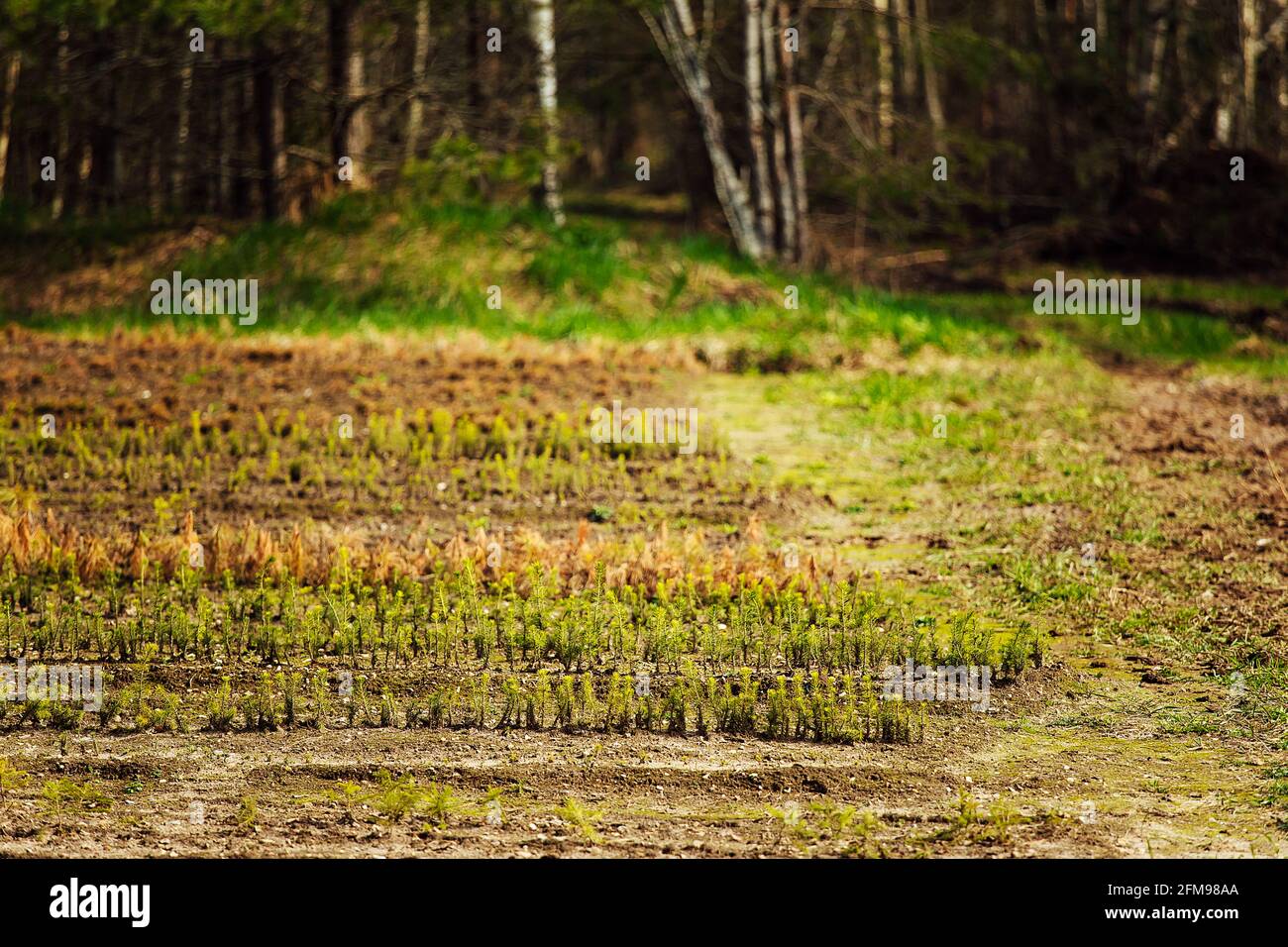 plow tractor plows the land for planting agricultural plants. the ...