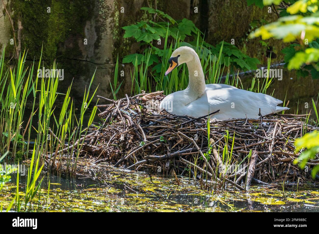 Mute swan sittng on nest brooding eggs Stock Photo - Alamy