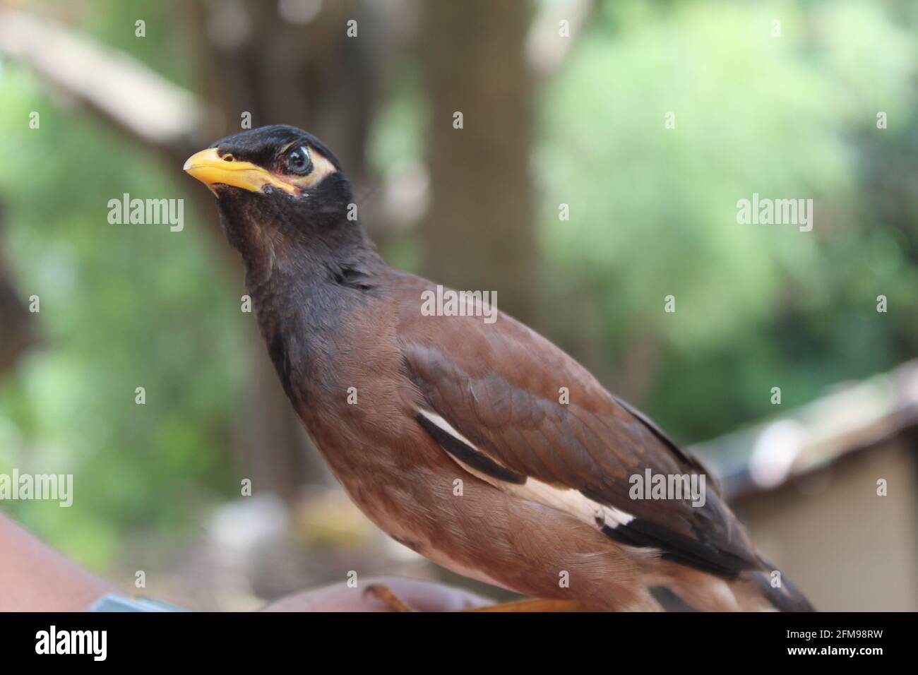 Beautiful common myna hi-res stock photography and images - Alamy
