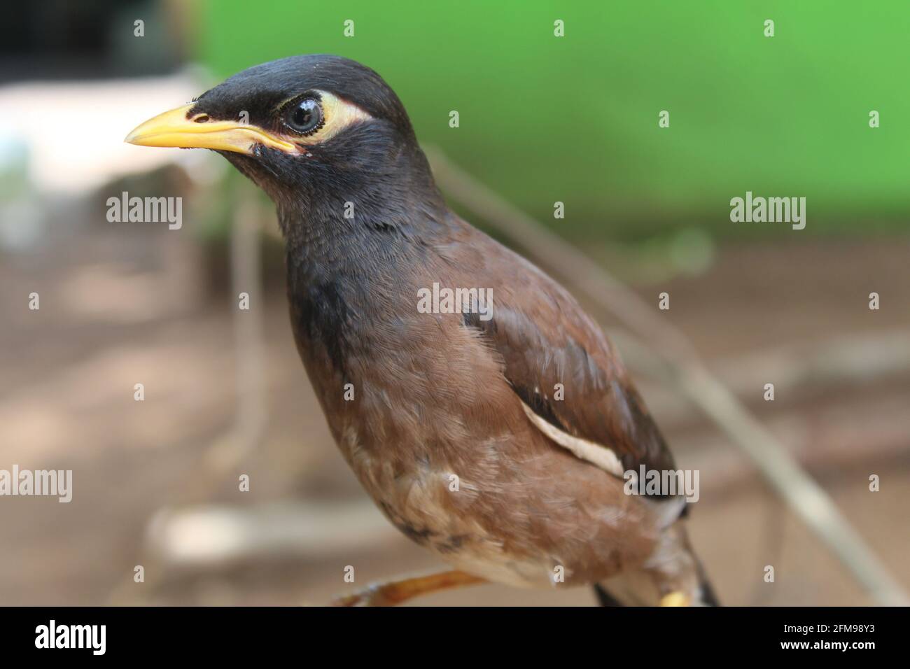 beautiful common myna bird sitting on tree branch in nice blurred ...