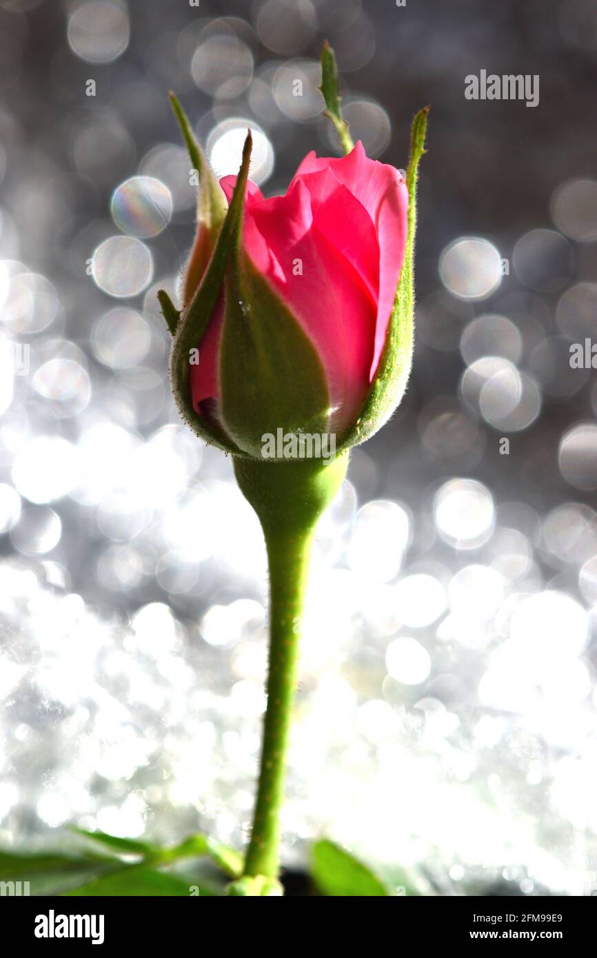 Close up of a single pink rose bud with a sparkly waterfall-like ...