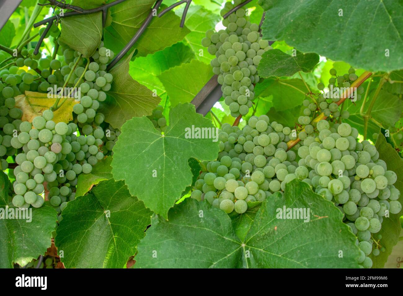 Fascicle of green grape growing among the leaves Stock Photo - Alamy
