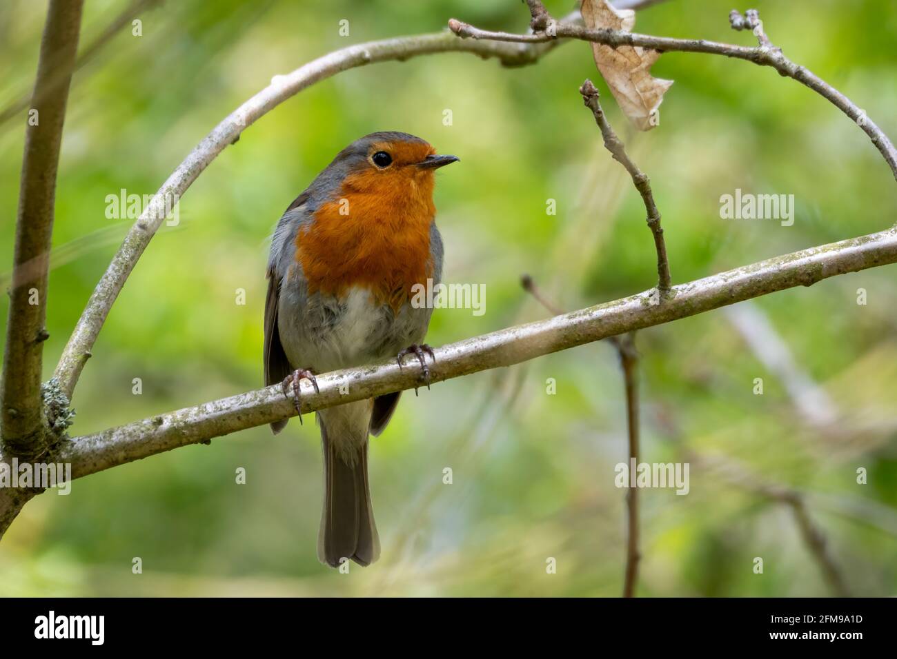 Robin perched on tree branch singing Stock Photo - Alamy