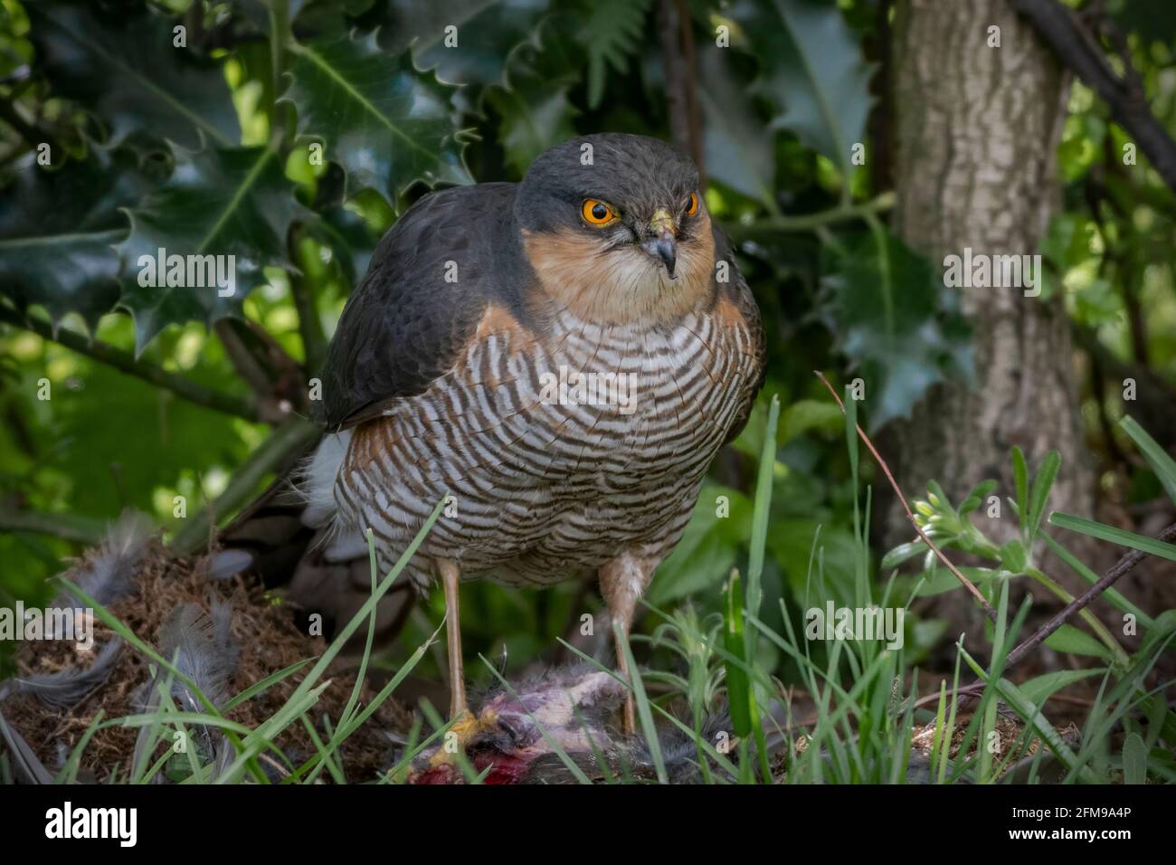Sparrow hawk uk hi-res stock photography and images - Alamy