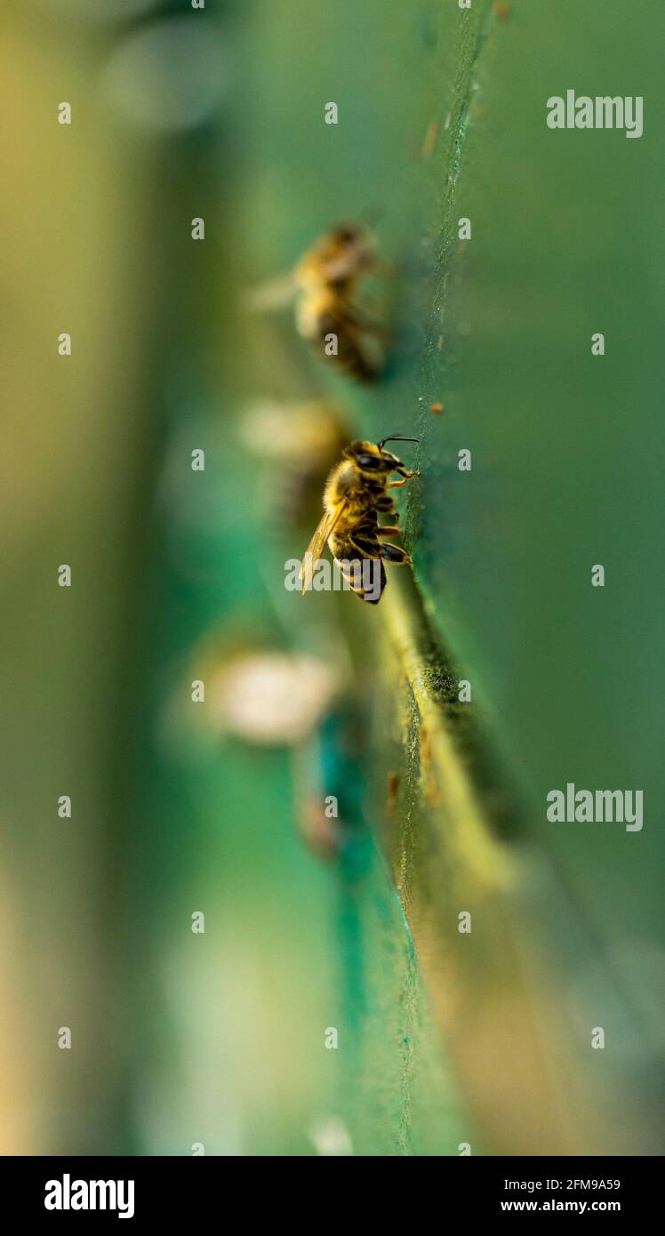 Bees flying to the beehive Stock Photo - Alamy