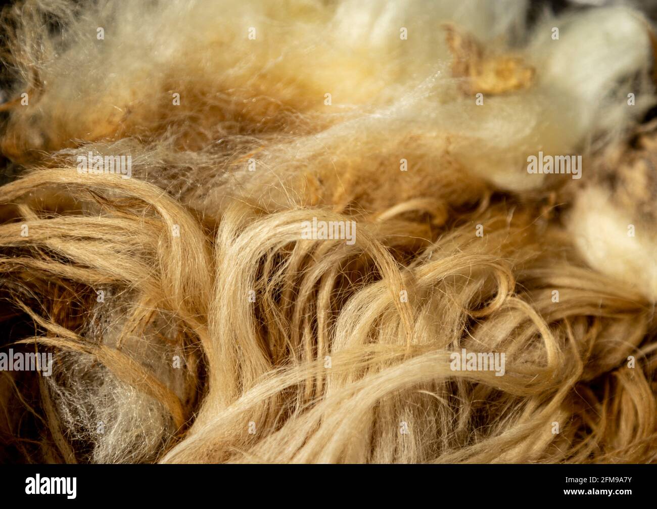 Sheared raw sheepswool Stock Photo - Alamy