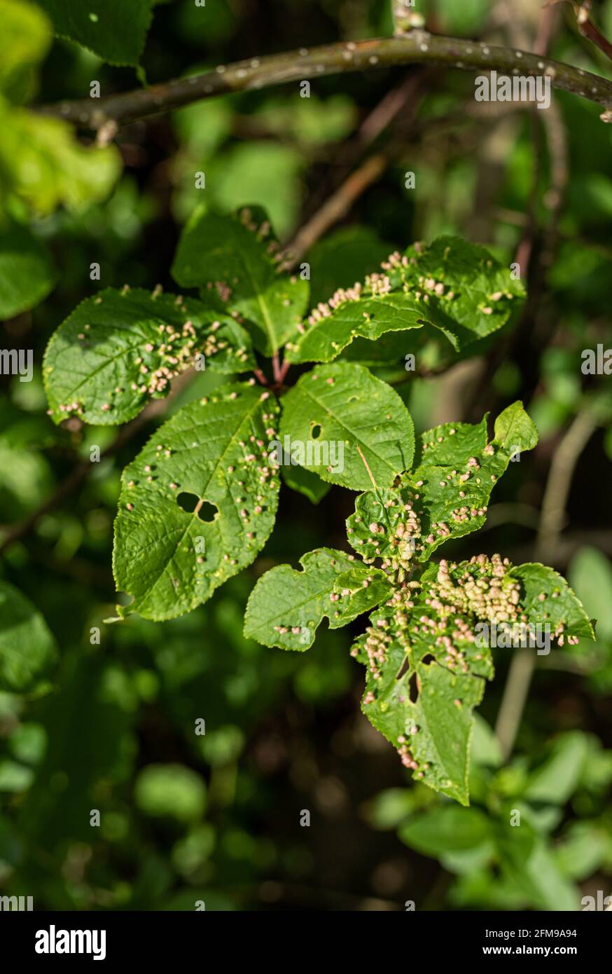 By pest destroyed leaves Stock Photo - Alamy