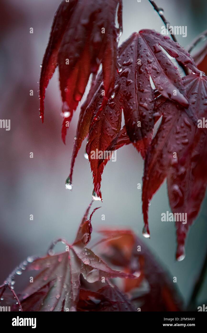 Close up nature photo Stock Photo - Alamy