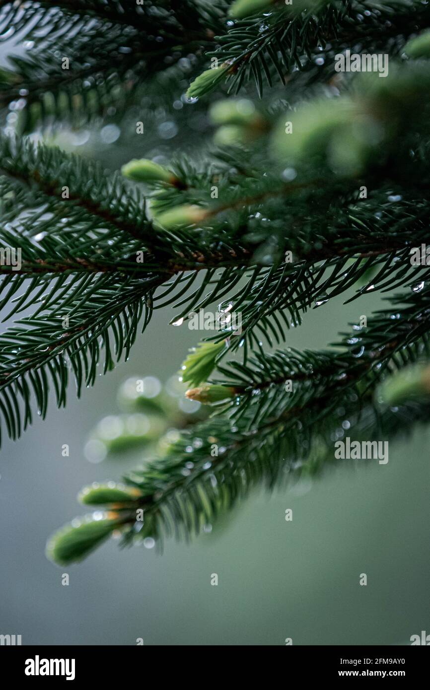 Close up nature photo Stock Photo - Alamy