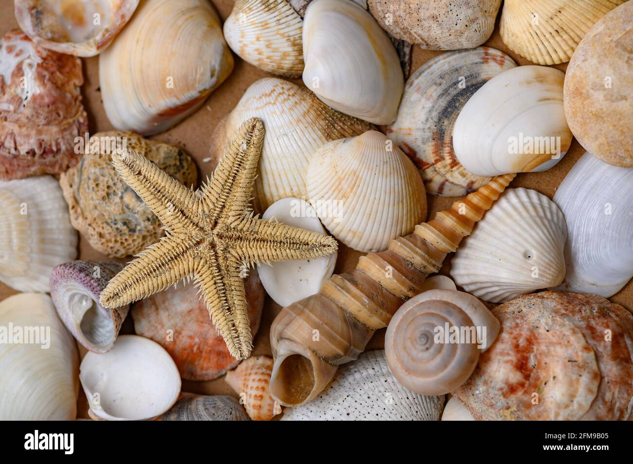Seashells of various shapes and types. Background Stock Photo - Alamy